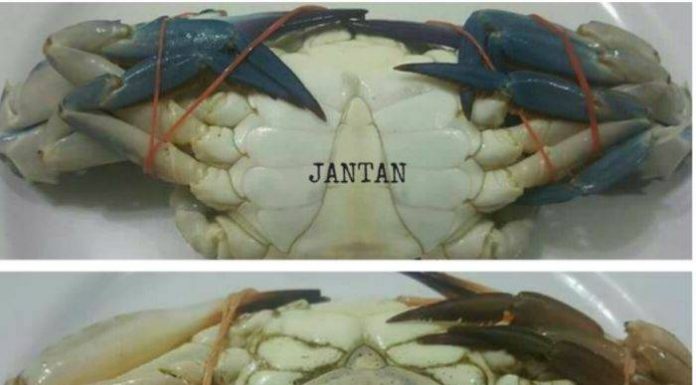 Suri Rumah Perlu Tahu Cara Pilih Ketam Banyak Isi Dan Manis